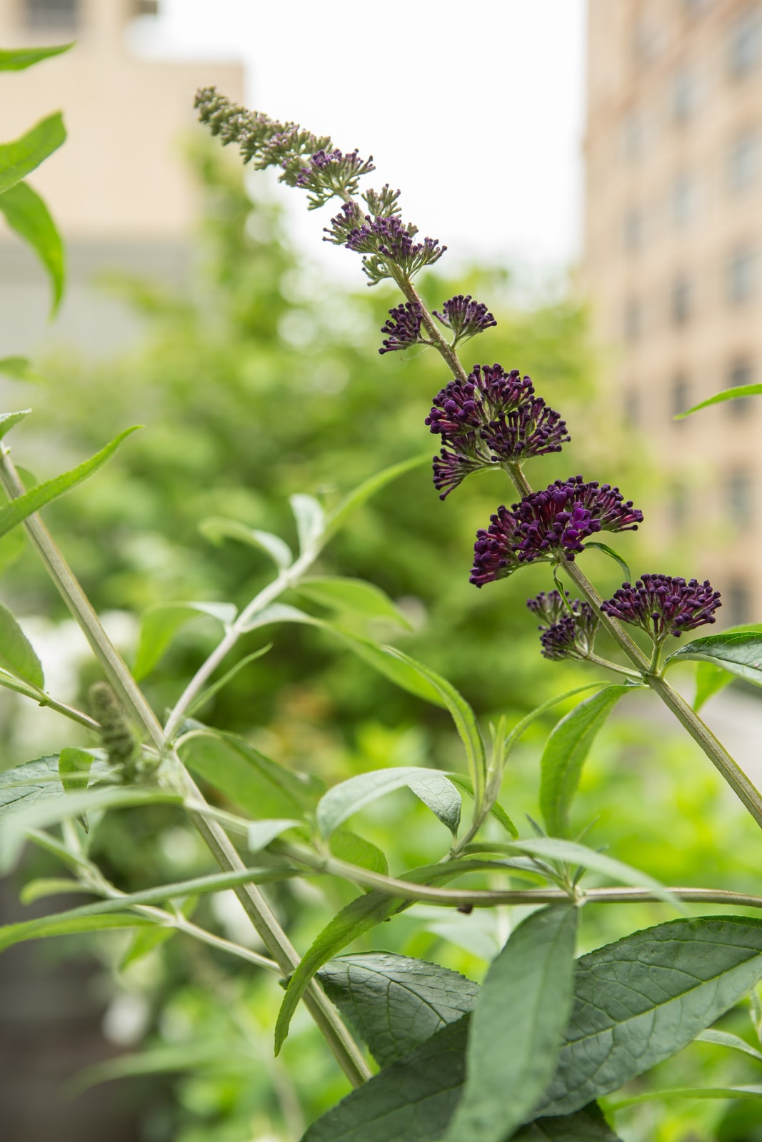 West Village Townhouse - Harrison Green