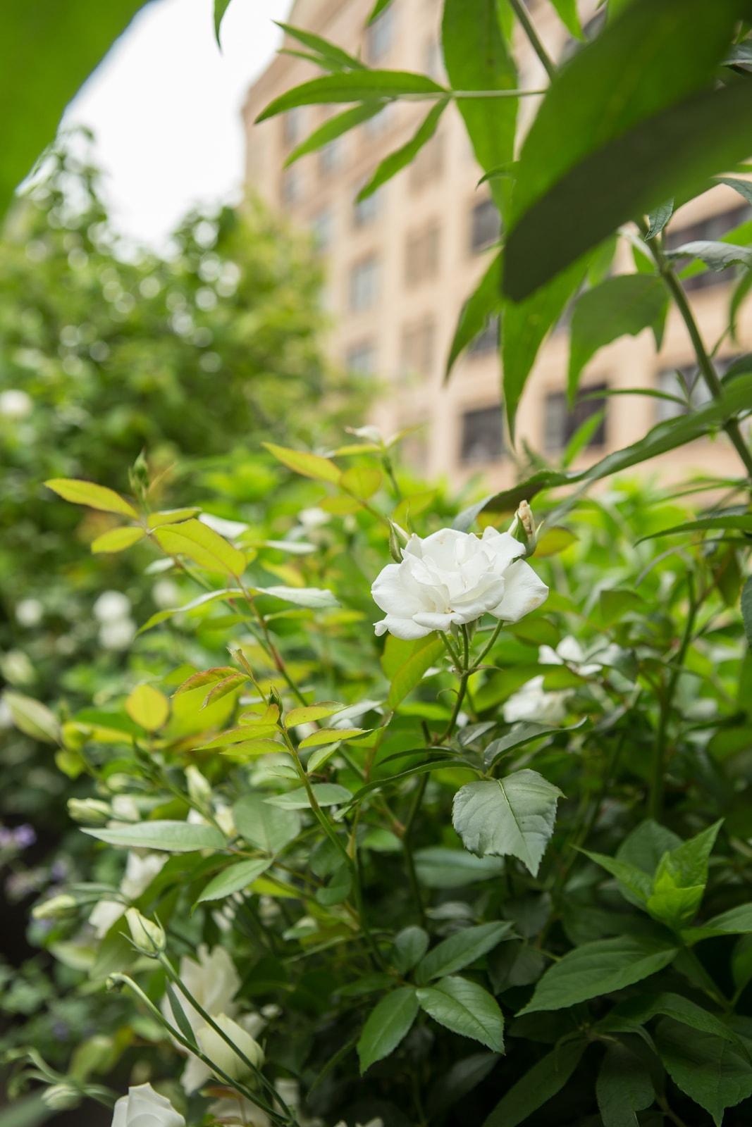 West Village Townhouse - Harrison Green